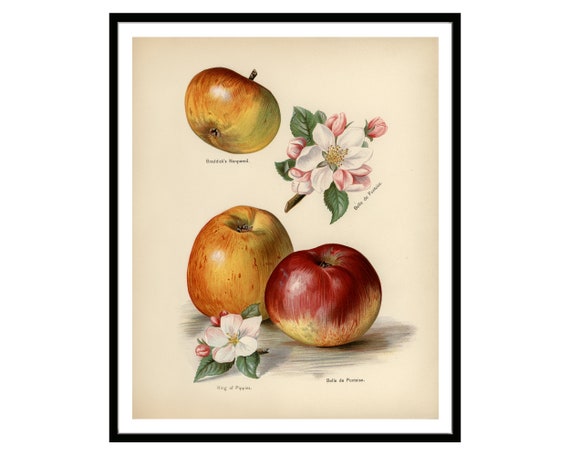 Apples Varieties Set Vintage Patented Botanical Poster Print - Etsy