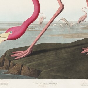 Pink Flamingo Vintage Poster Birds of America Illustration From 19th ...