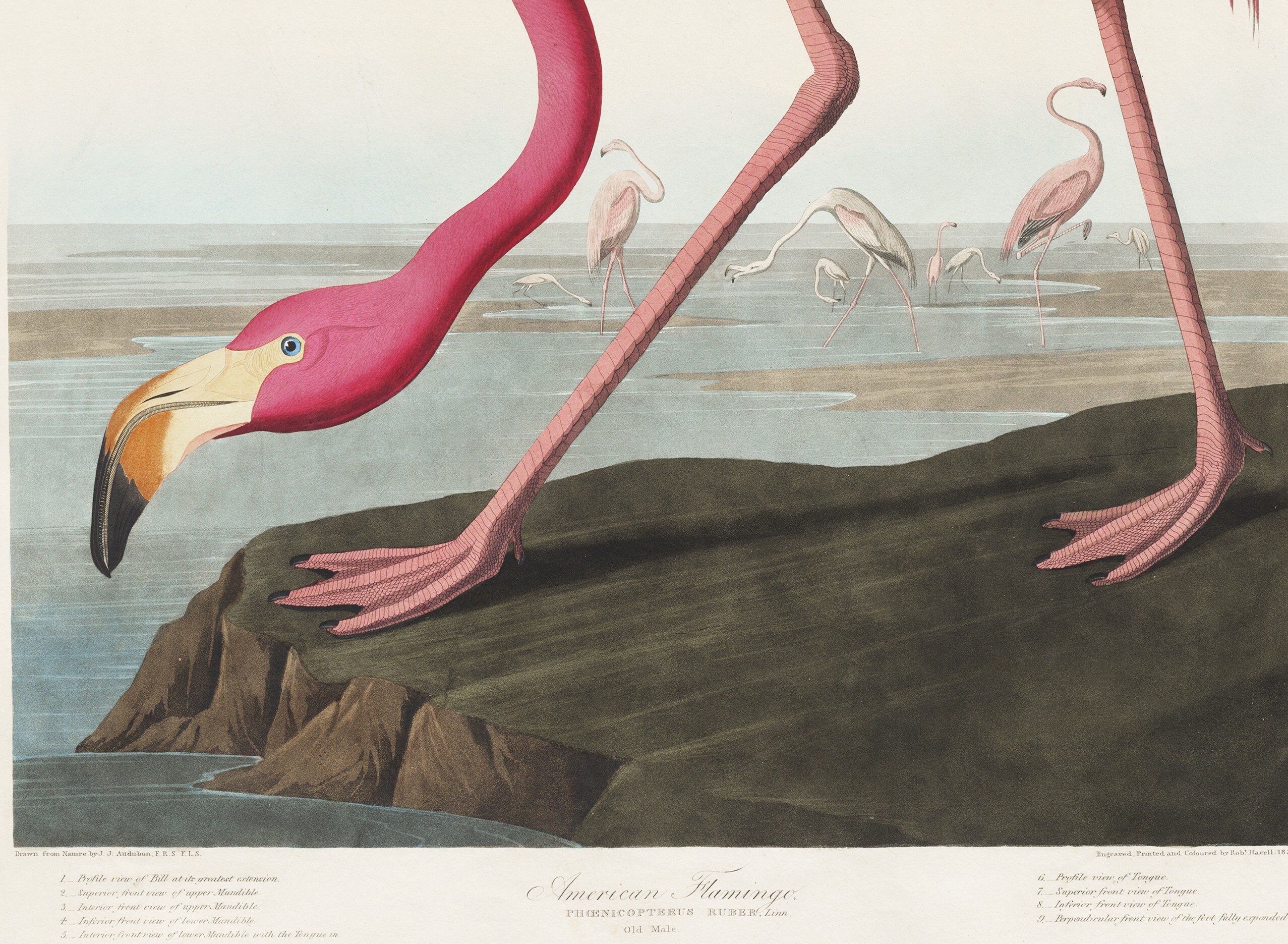 Pink Flamingo Vintage Poster Birds of America Illustration From 19th ...