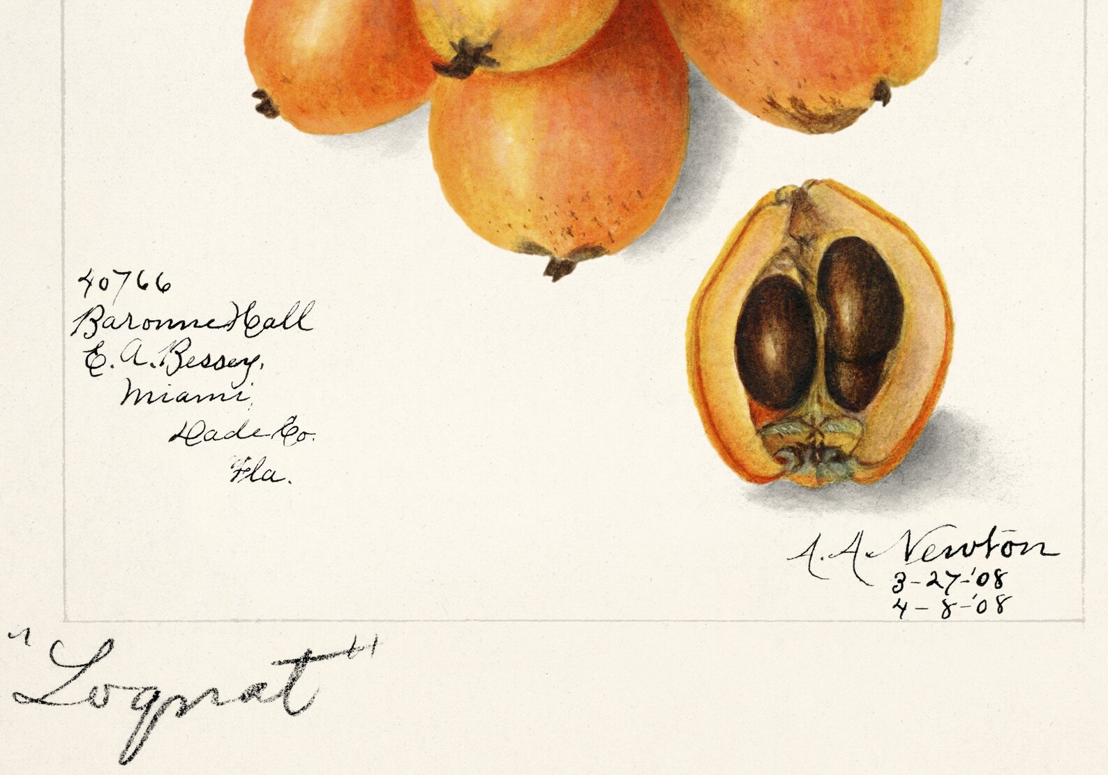 Loquats Vintage Fruit Poster Print of Watercolor Drawing of Amanda ...