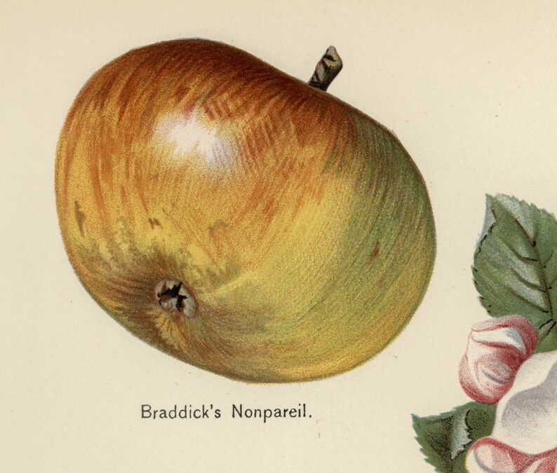 Apples Varieties Set Vintage Patented Botanical Poster Print - Etsy