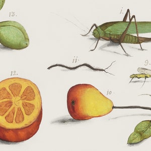 Vintage Illustration Set Poster Still Life Print of Fruits and Insects ...