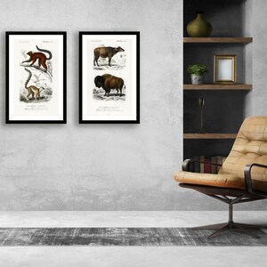 Cow and Bison Vintage Poster Illustration Original From Dictionnaire ...