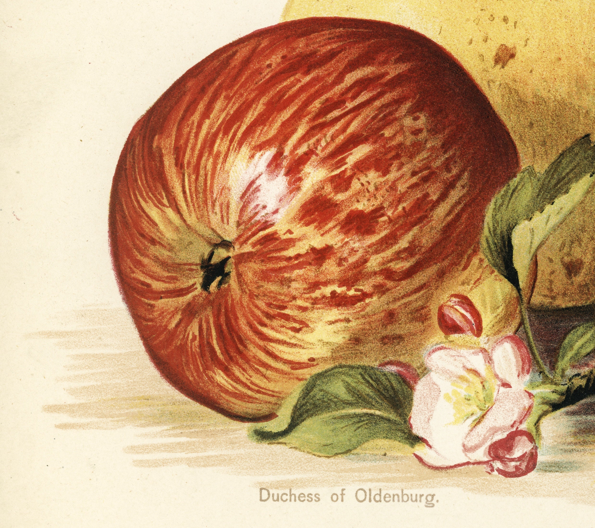 Apples Variety Set Vintage Botanical Poster Illustration From the Fruit ...