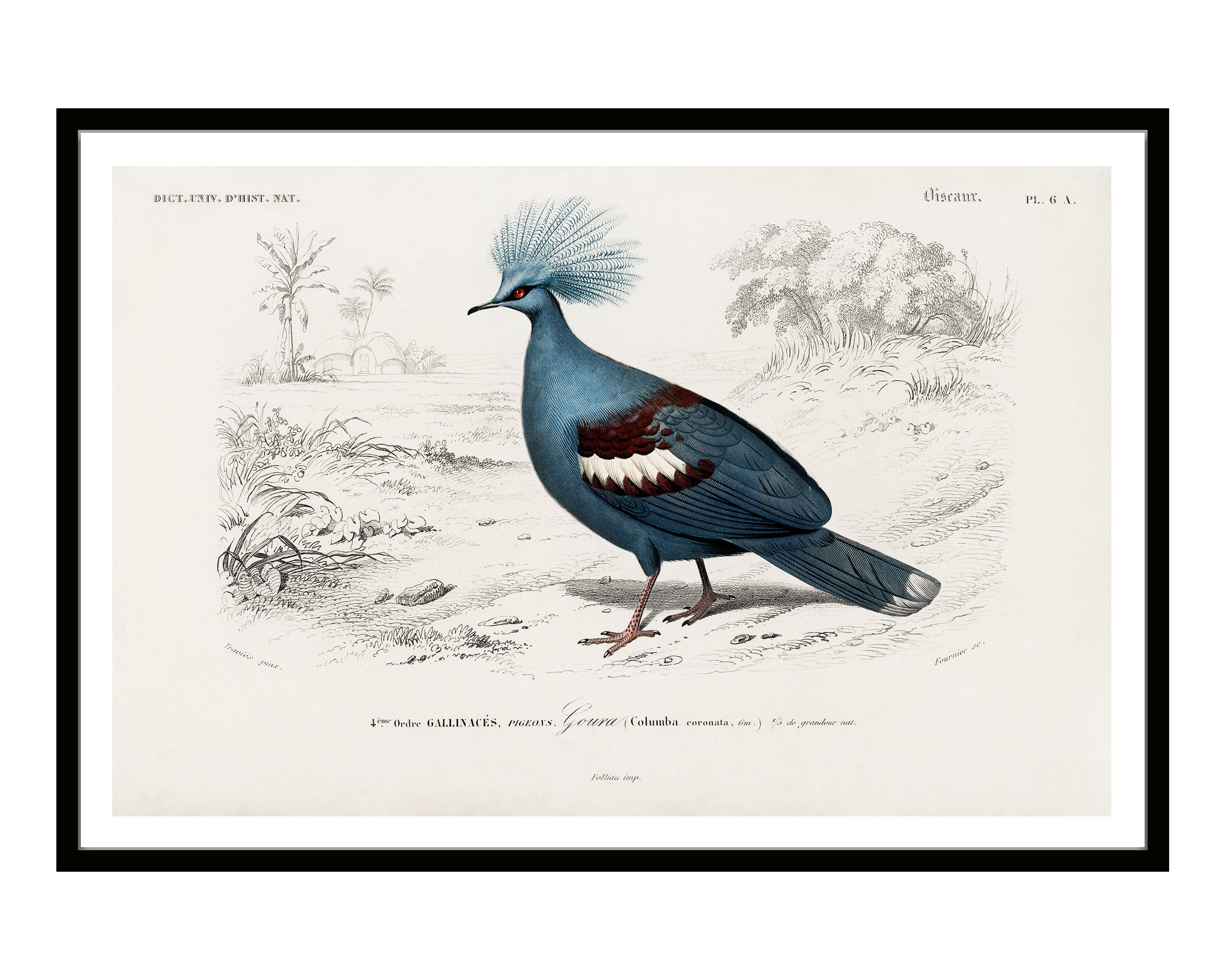 Goura Vintage Illustration From French Universe Natural History ...