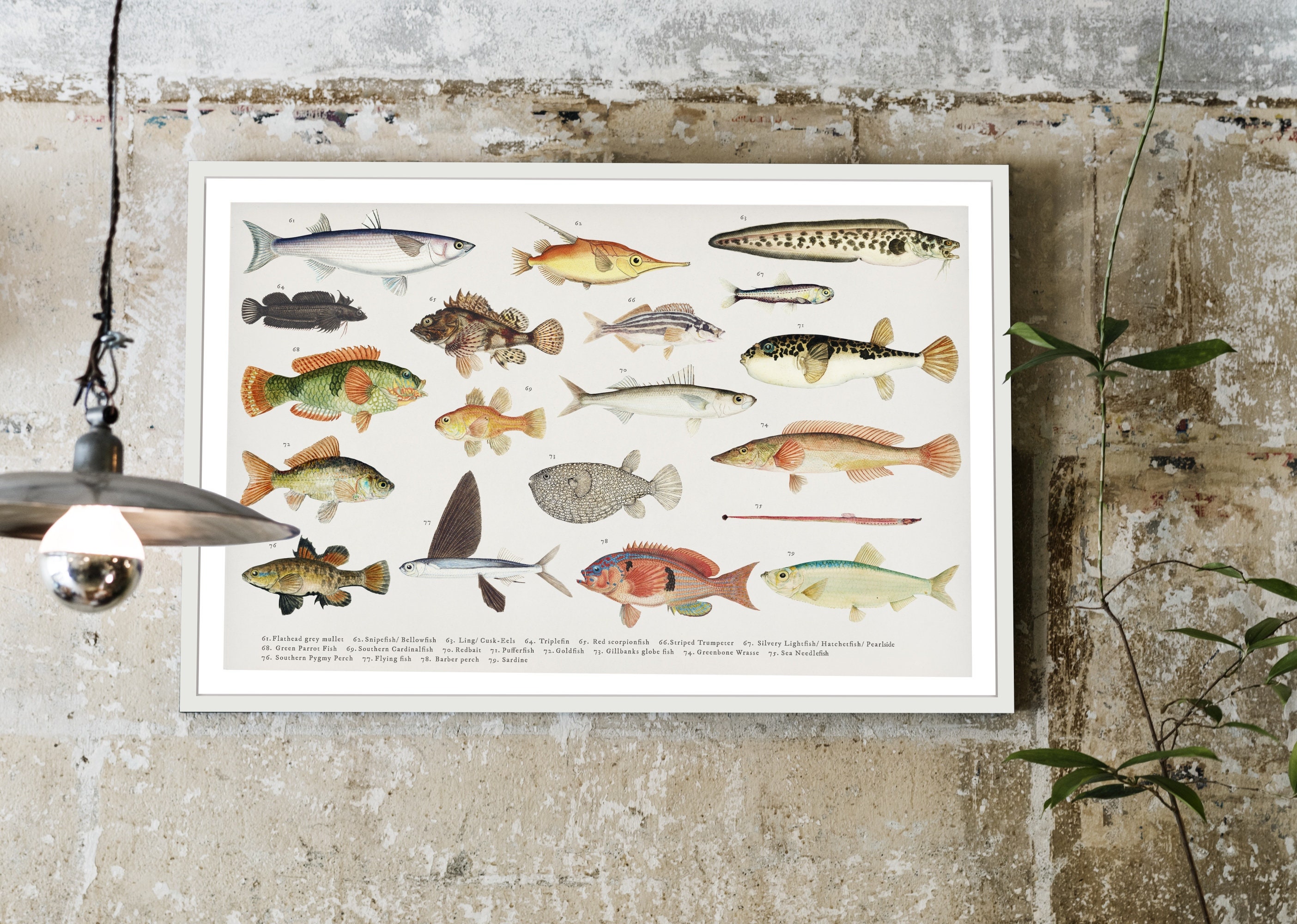 Colorful Deep Sea Southern Pacific Fish Vintage Illustration Varieties ...