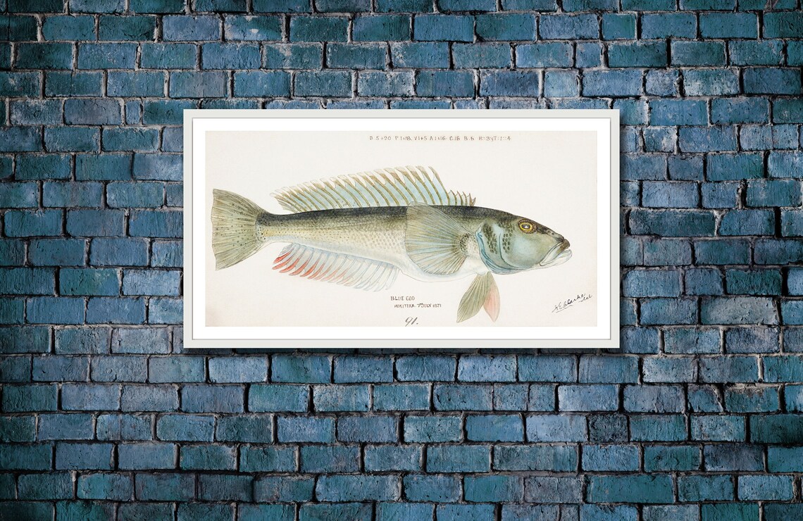 Antique Fish Parapercis Vintage Illustration Patent Print Poster Gift ...