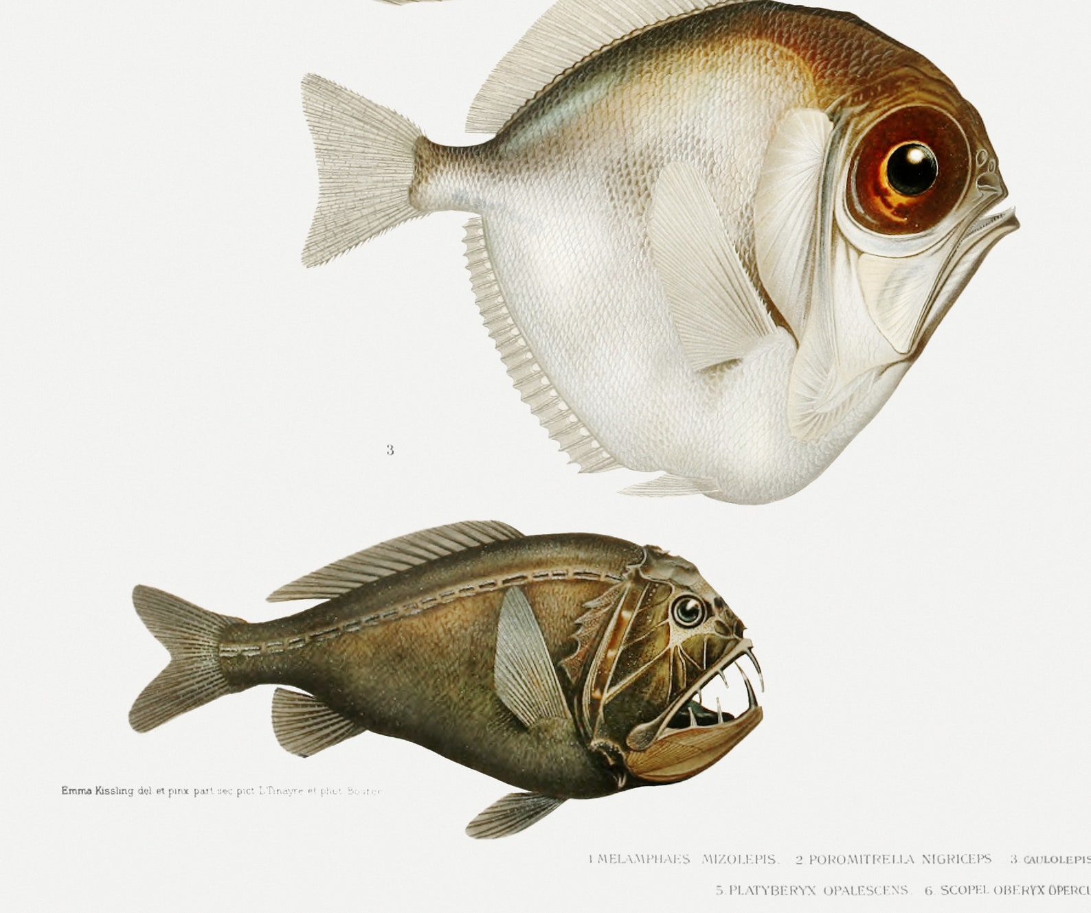 Deep Sea Fish Varieties Vintage Set Patent Print Poster Gift | Etsy