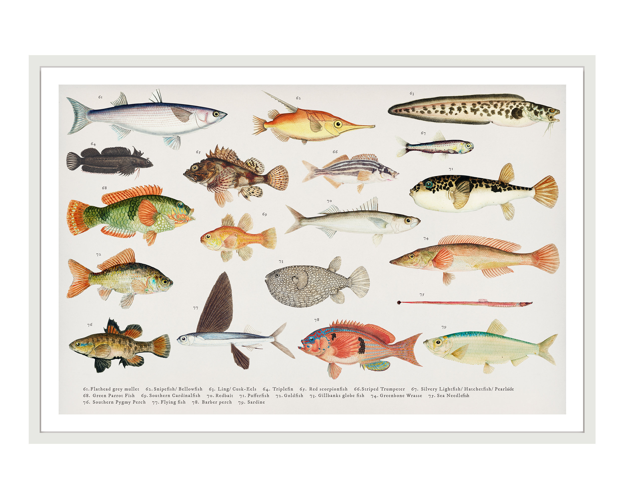 Colorful Deep Sea Southern Pacific Fish Vintage Illustration Varieties ...