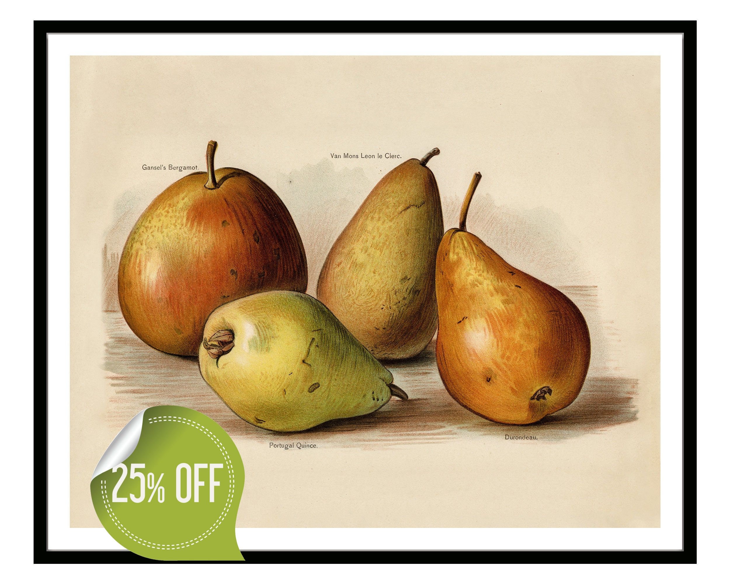 Pears Variety Set Vintage Botanical Poster Illustration From the Fruit ...