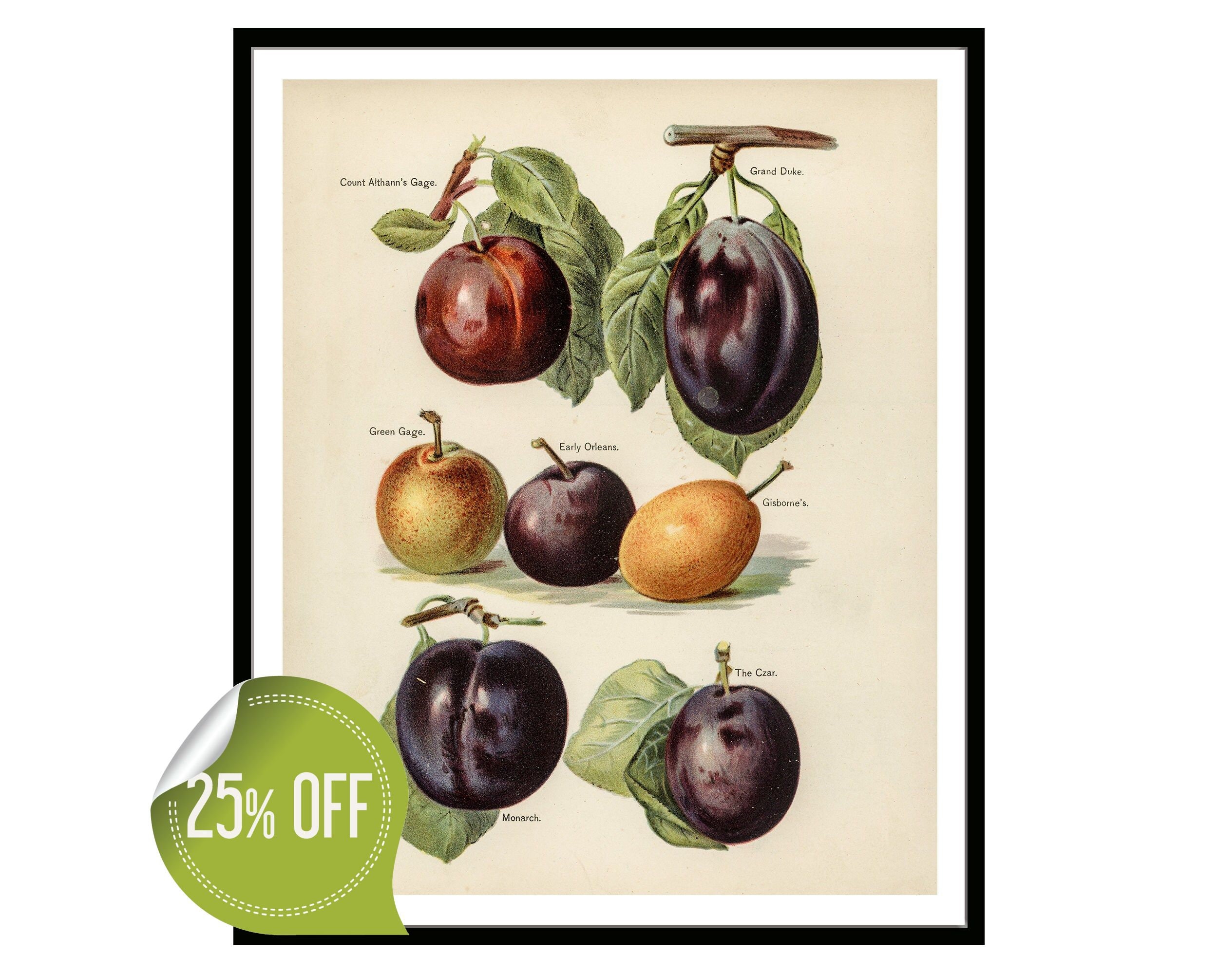 Vintage Plum Varieties Botanical Print, Kitchen Wall Art - Etsy