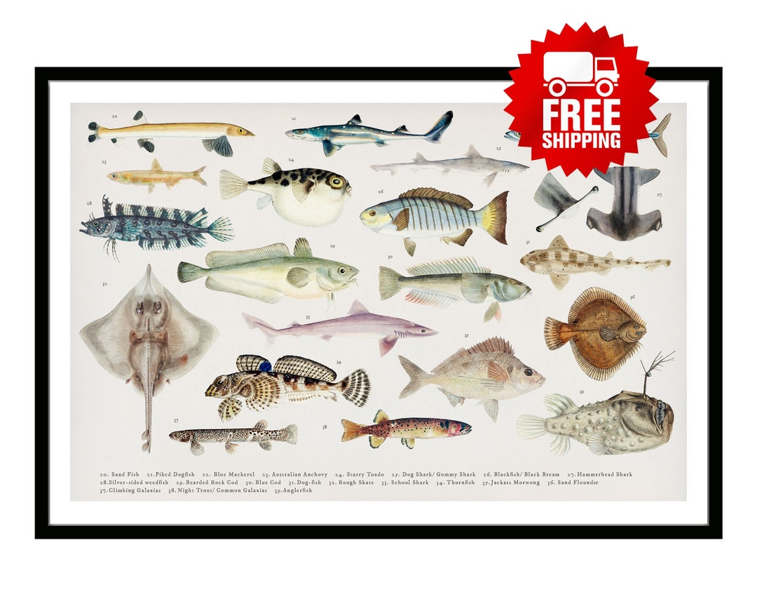 Colorful Deep Sea Southern Pacific Fish Vintage Illustration Varieties ...