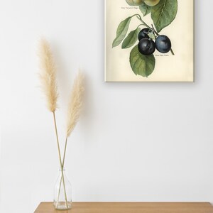 Plum Varieties Set Vintage Patented Botanical Poster Print Illustration ...