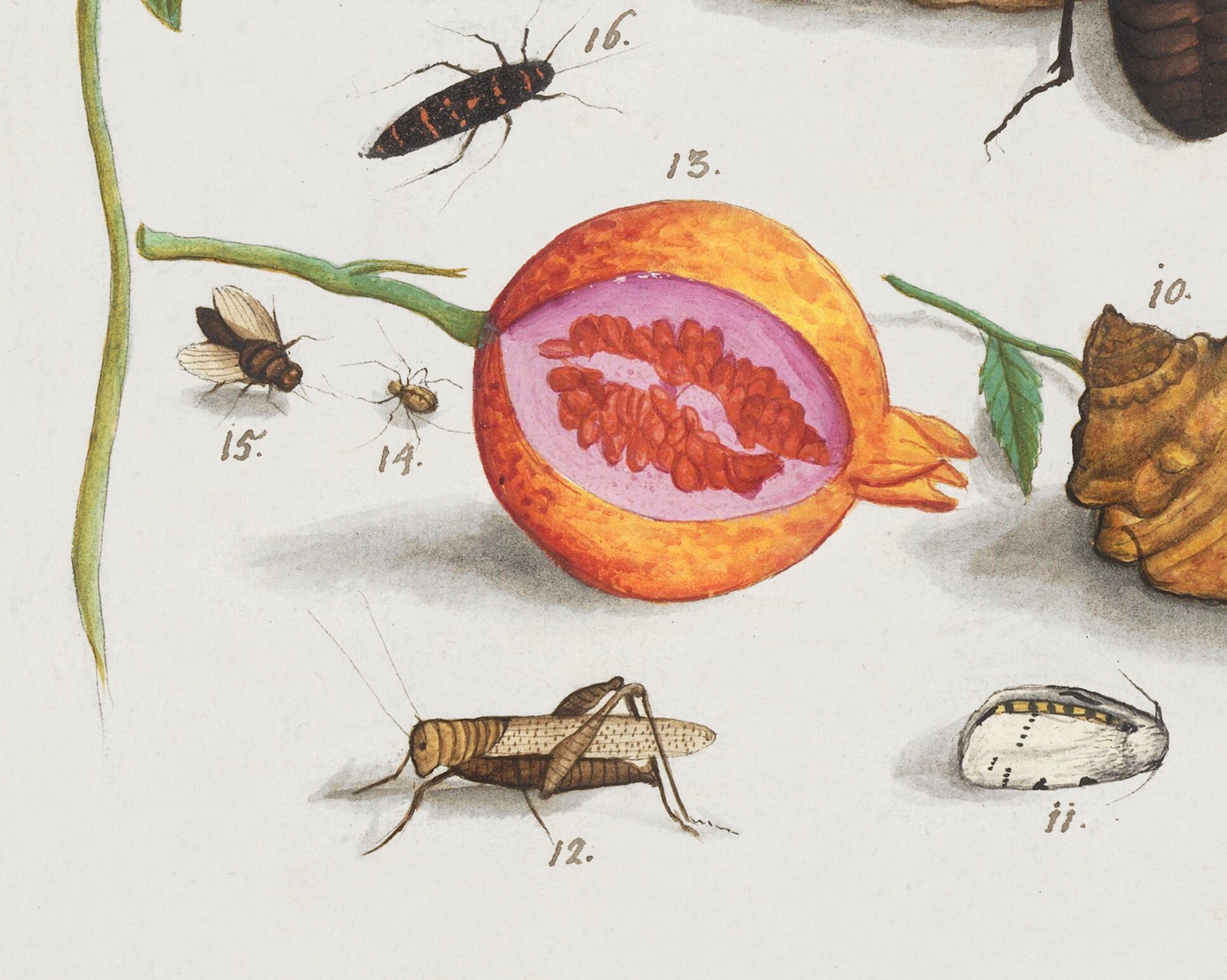 Vintage Illustration Set Poster Still Life Print of Fruits and Insects ...