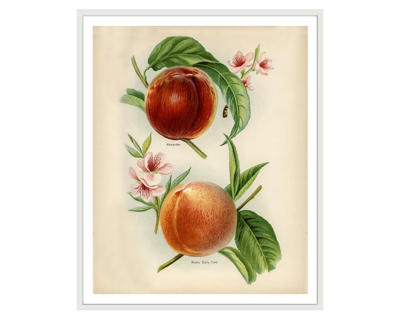 Nectarines Variety Set Vintage Botanical Poster Print - Etsy
