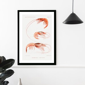 Vintage Shrimp Varieties Print, Nautical Bathroom Wall Art - Etsy