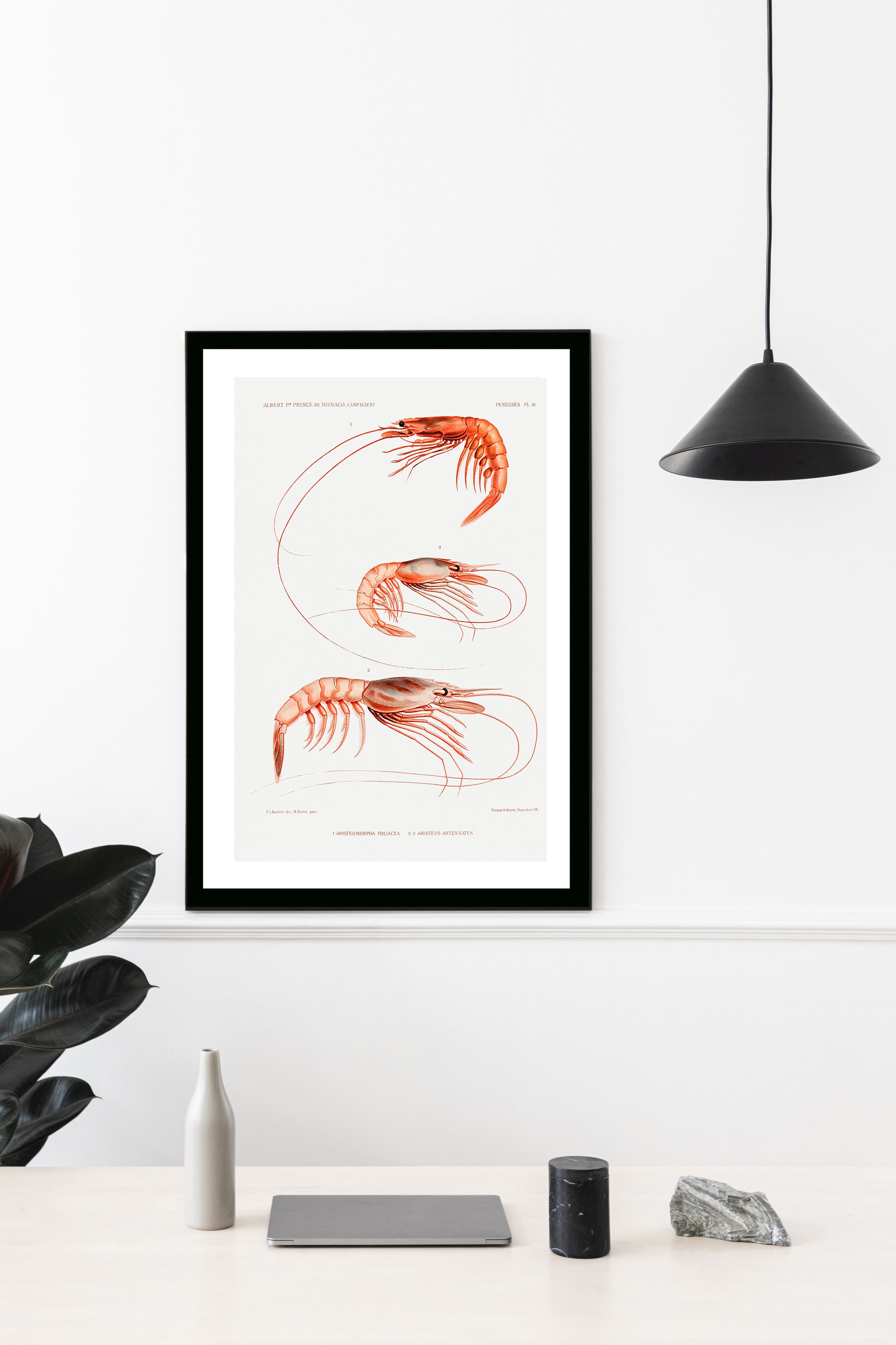 Shrimp Varieties Set Illustration Vintage Patent Print Gift for Nature ...