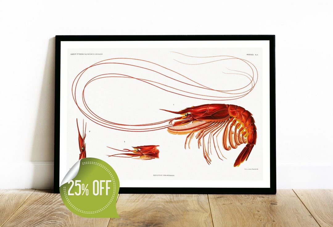 Shrimp Illustration Vintage Patent Print Poster Gift for Sea Life ...