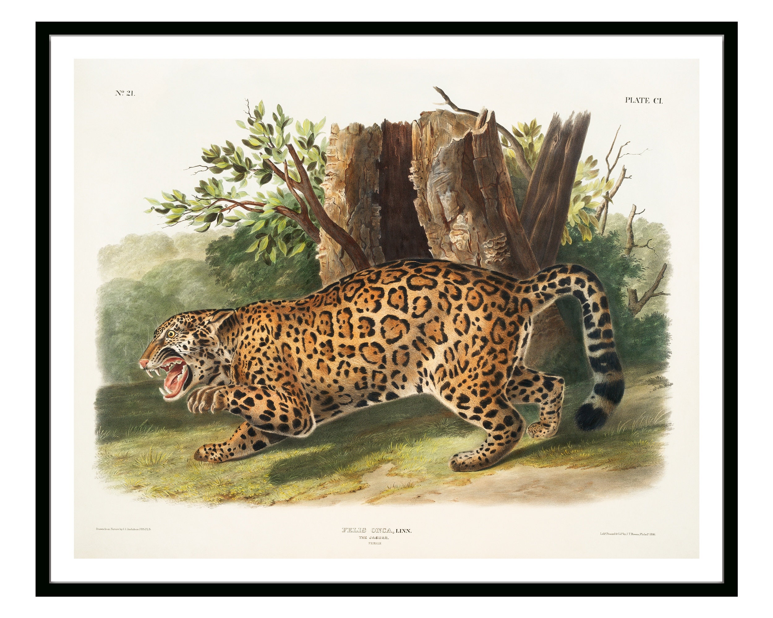 Jaguar Vintage Poster Illustration Original von der New York Public ...