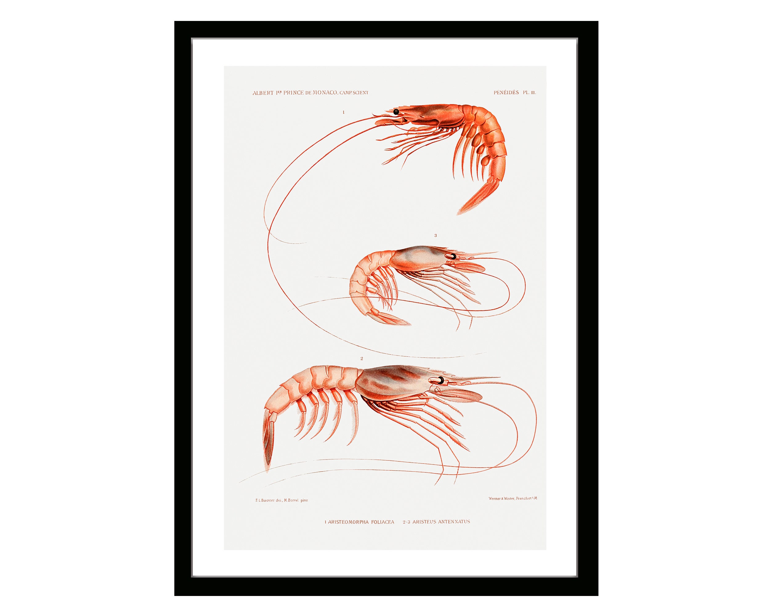 Shrimp Varieties Set Illustration Vintage Patent Print Gift for Nature ...