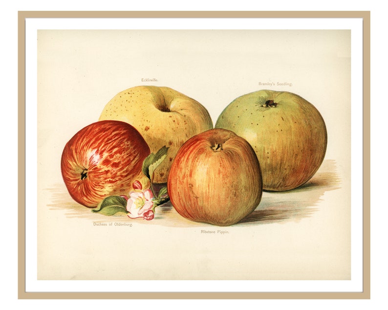 Apples Variety Set Vintage Botanical Poster Illustration From the Fruit ...