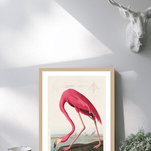 Pink Flamingo Vintage Poster Birds of America Illustration From 19th ...
