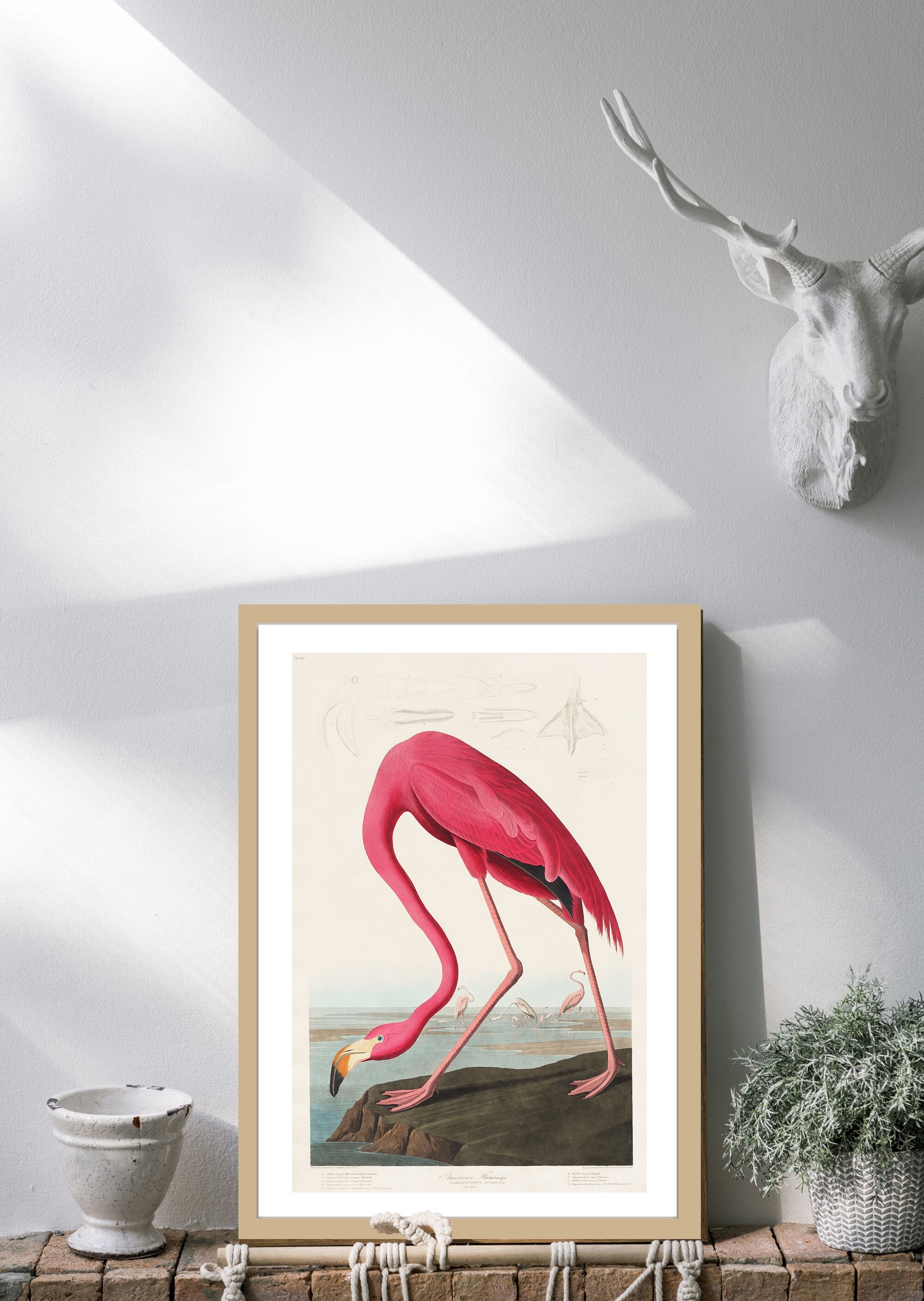 Pink Flamingo Vintage Poster Birds of America Illustration From 19th ...
