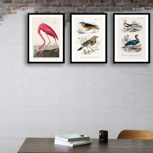 Pink Flamingo Vintage Poster Birds of America Illustration From 19th ...
