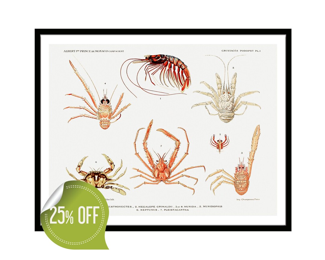 Crabs and Shrimps Set Vintage Poster Illustration Deep Sea Patent Print ...