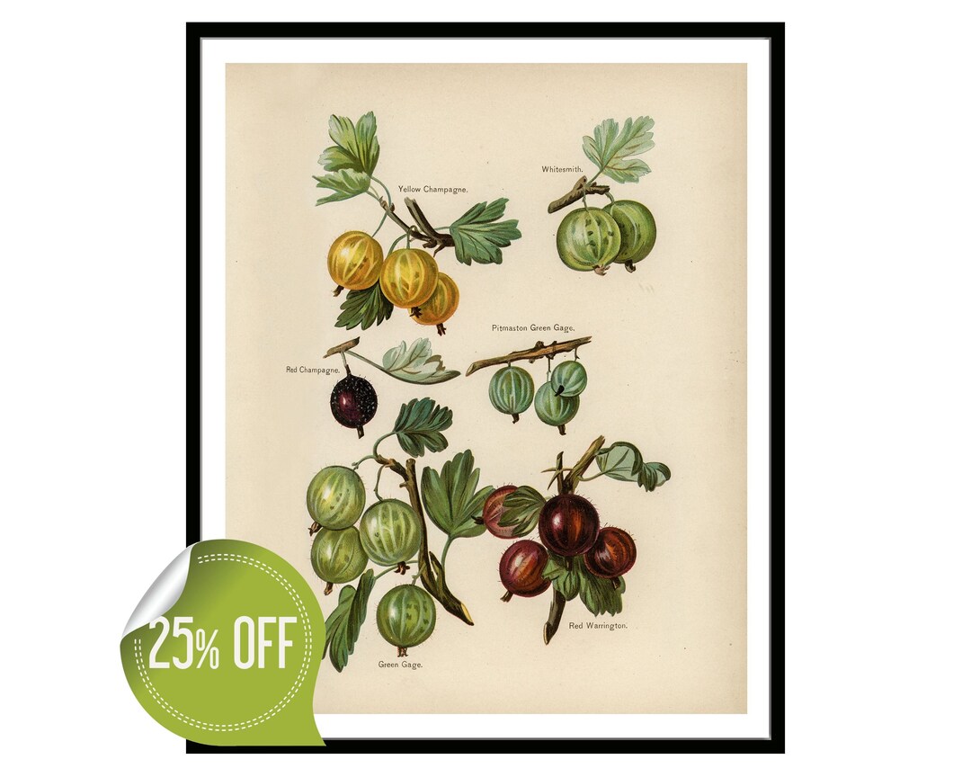 Gooseberry Varieties Set Vintage Patented Botanical Poster Print ...