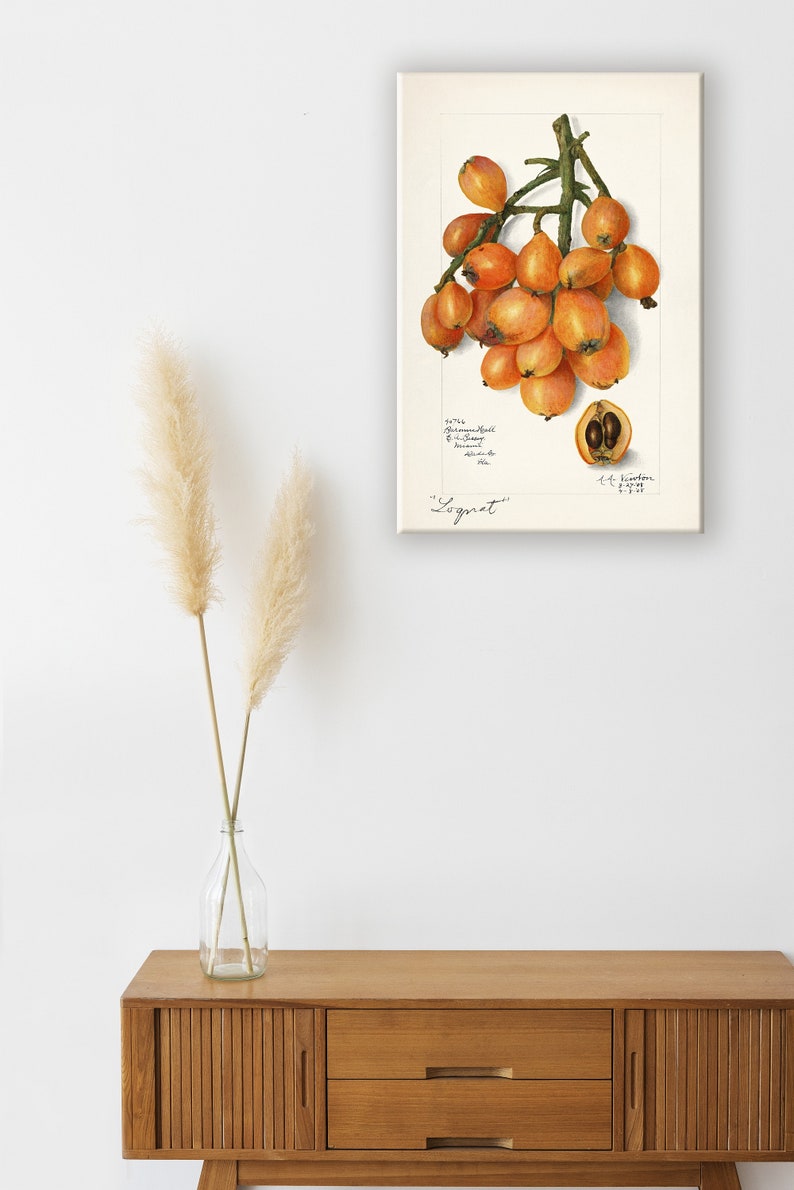 Loquats Vintage Fruit Poster Print of Watercolor Drawing of - Etsy