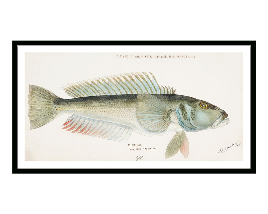 Antique Fish Parapercis Vintage Illustration Patent Print Poster Gift ...