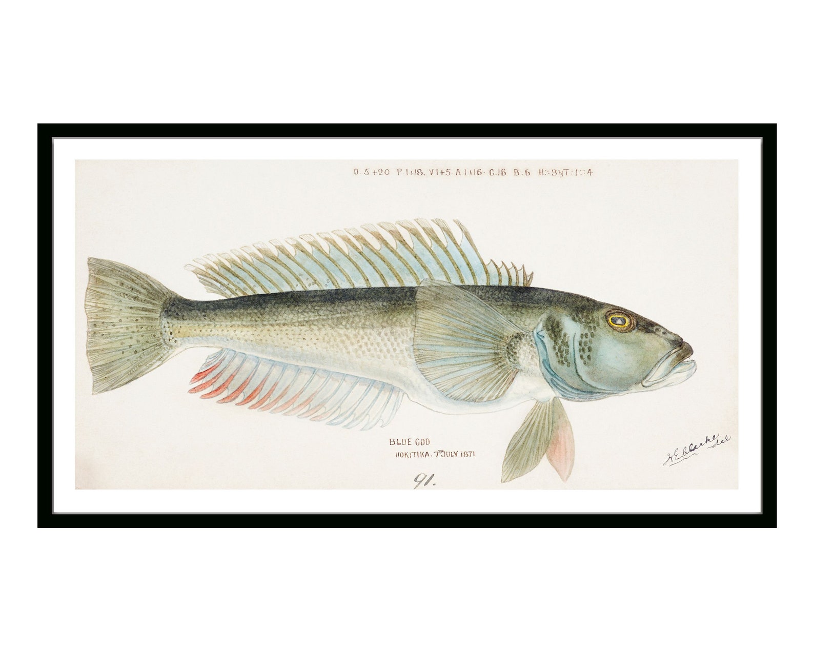 Antique Fish Parapercis Vintage Illustration Patent Print Poster Gift ...