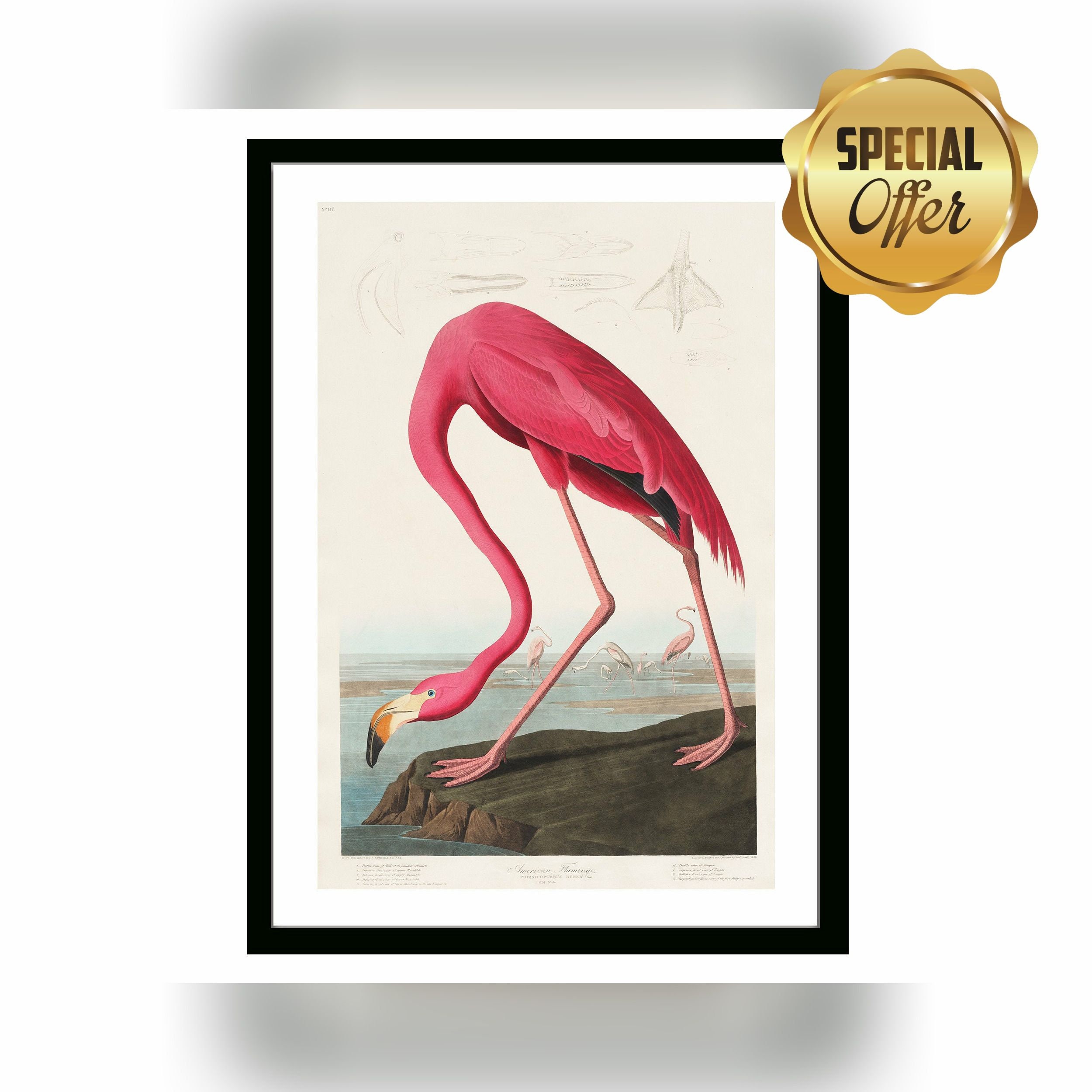 Pink Flamingo Vintage Poster Birds of America Illustration From 19th ...