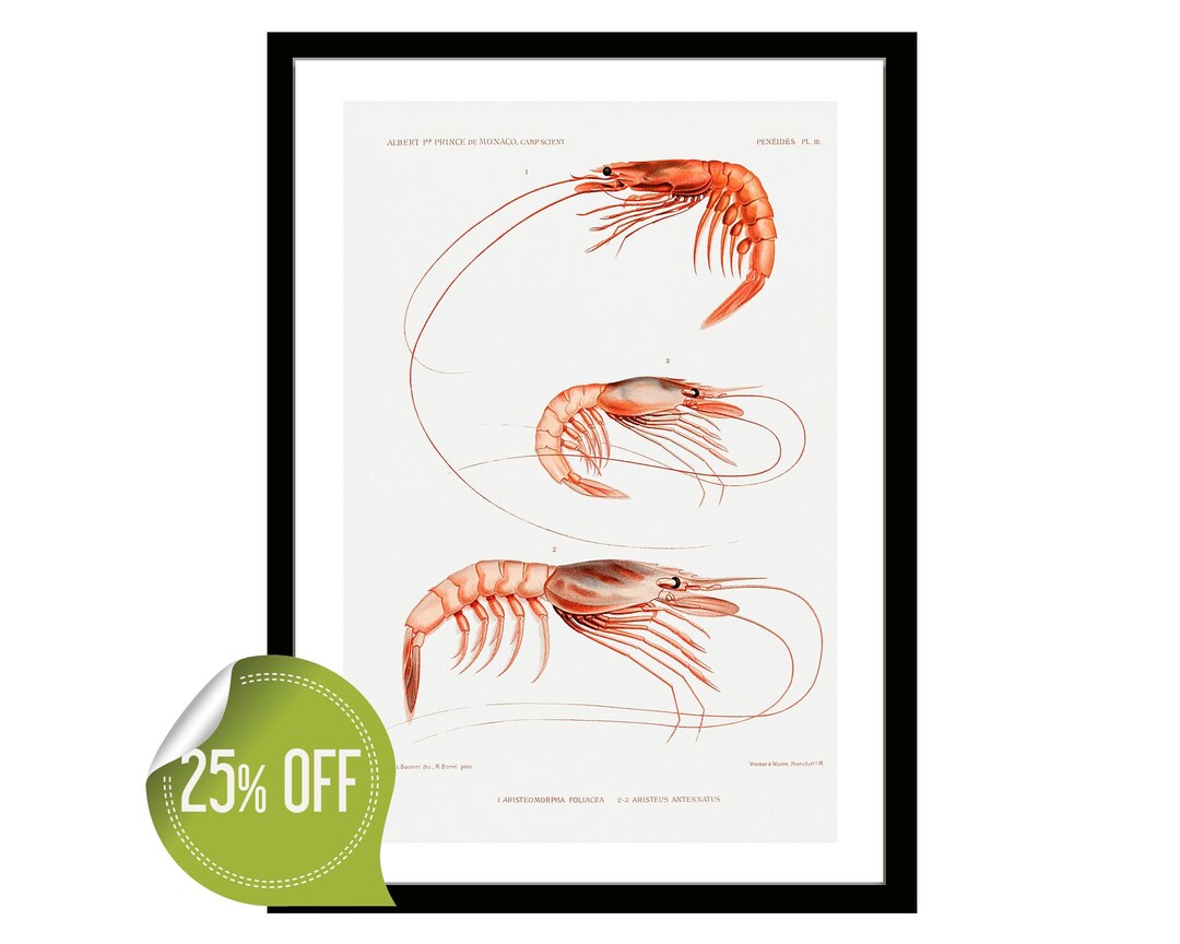 Vintage Shrimp Varieties Print, Nautical Bathroom Wall Art - Etsy