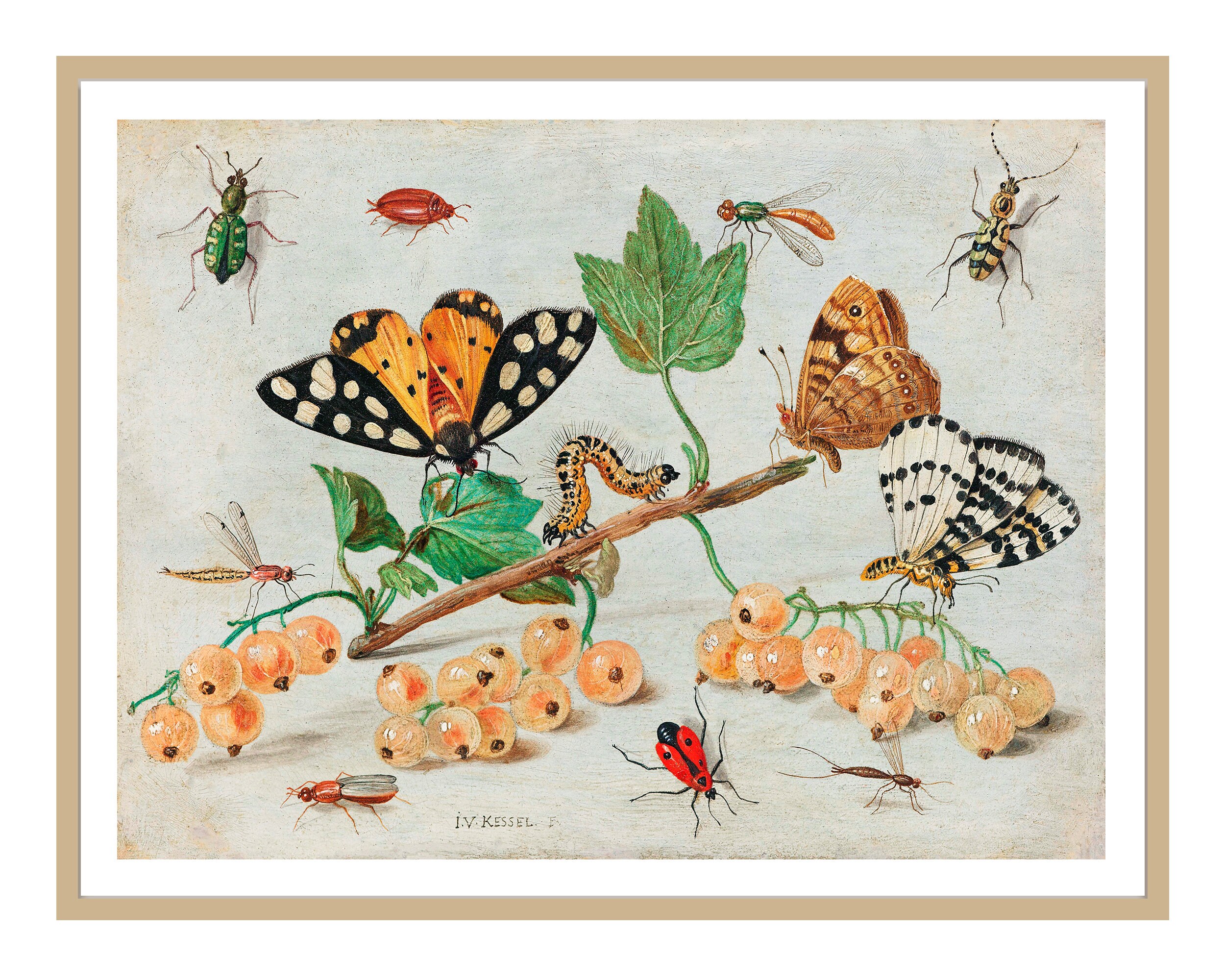 Vintage Illustration Set Poster Still Life Print of Fruits and Insects ...