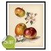 Apples Varieties Set Vintage Patented Botanical Poster Print ...