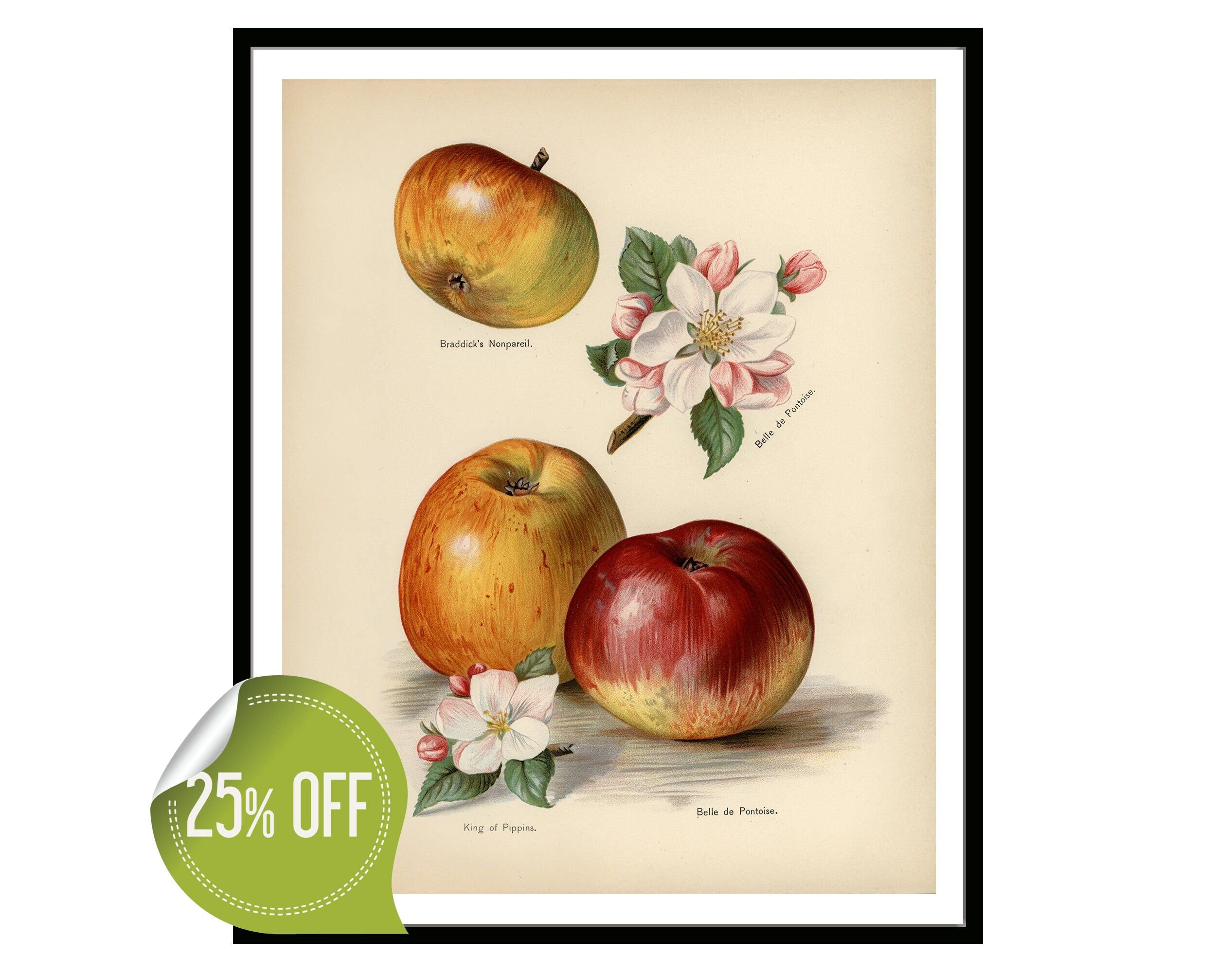 Apples Varieties Set Vintage Patented Botanical Poster Print ...