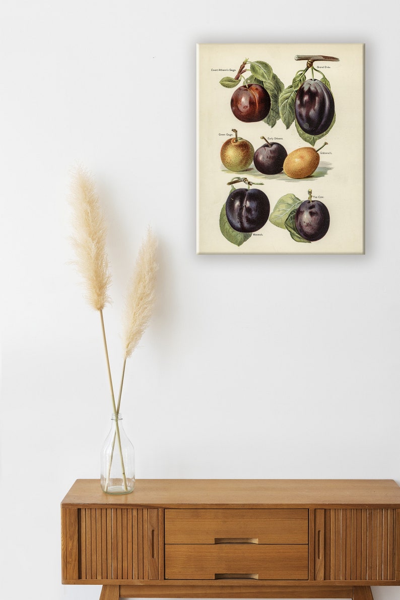 Vintage Plum Varieties Botanical Print, Kitchen Wall Art - Etsy