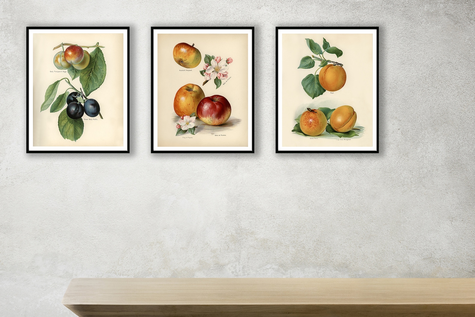 Apples Varieties Set Vintage Patented Botanical Poster Print ...