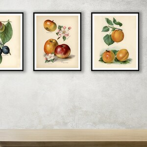 Apples Varieties Set Vintage Patented Botanical Poster Print ...