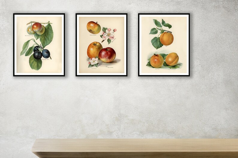 Apples Varieties Set Vintage Patented Botanical Poster Print ...
