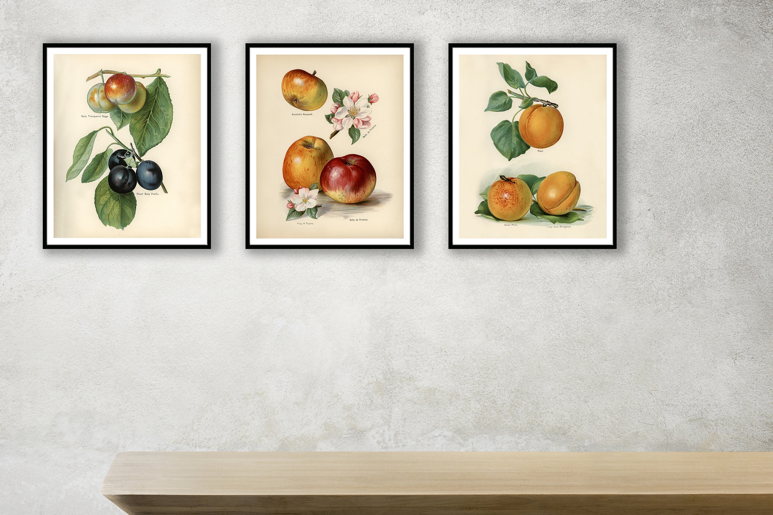 Apples Varieties Set Vintage Patented Botanical Poster Print ...