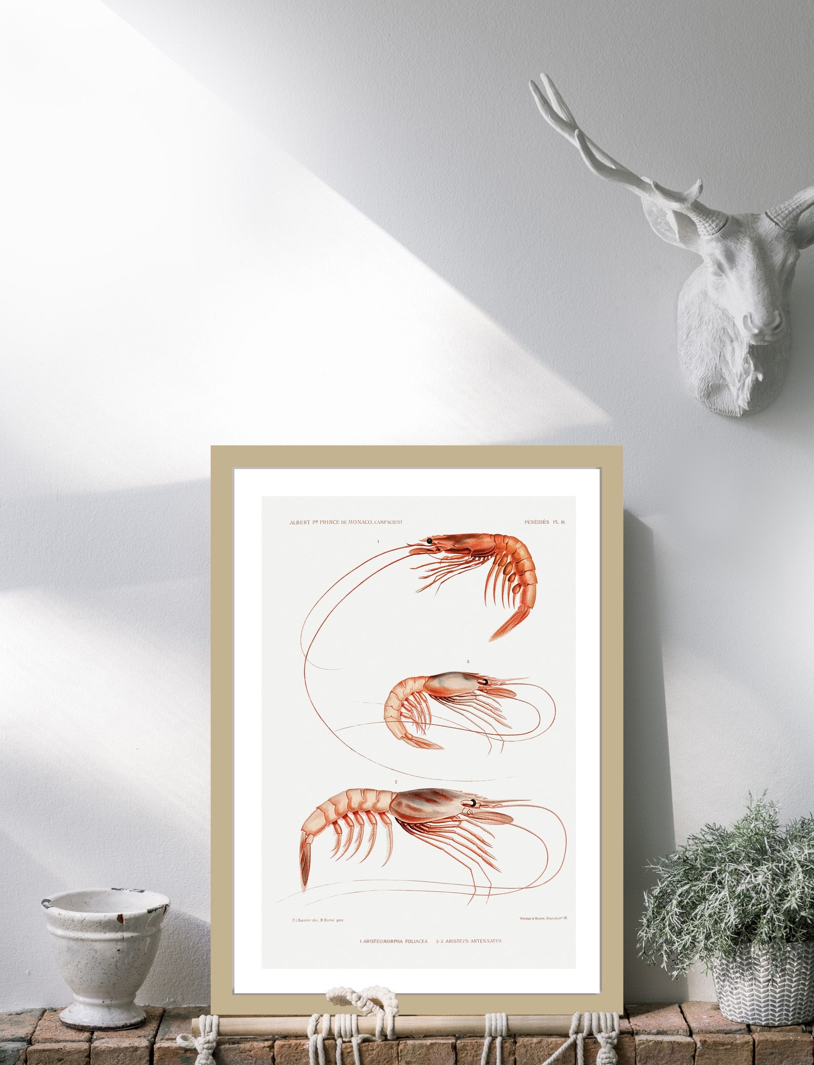 Shrimp Varieties Set Illustration Vintage Patent Print Gift | Etsy