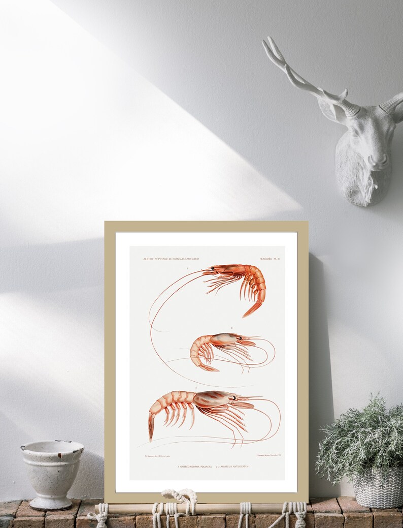 Vintage Shrimp Varieties Print, Nautical Bathroom Wall Art - Etsy