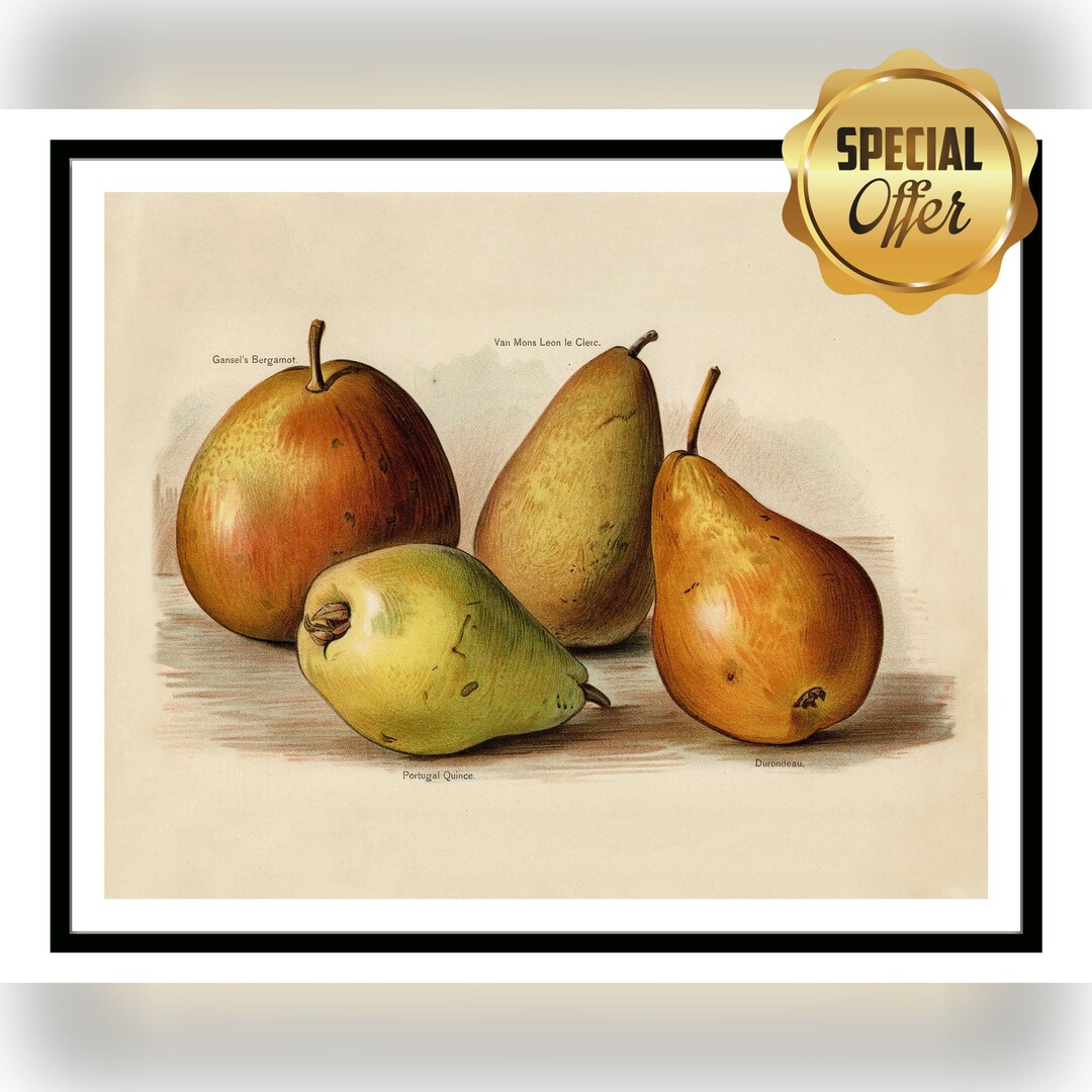 Pears Variety Set Vintage Botanical Poster Illustration From the Fruit ...