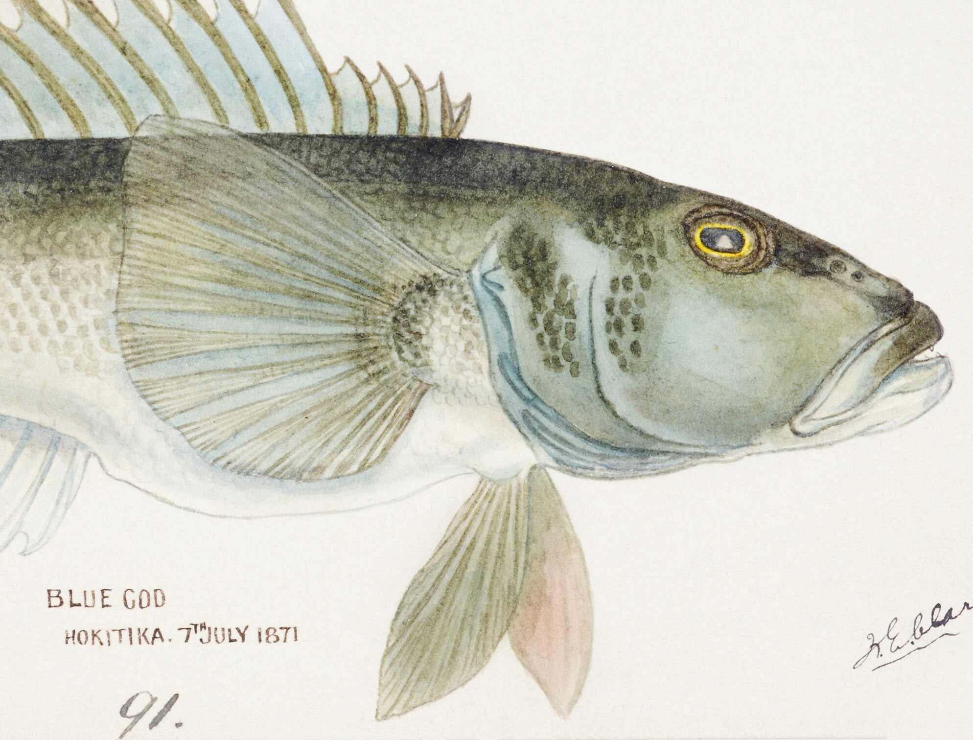 Antique Fish Parapercis Vintage Illustration Patent Print Poster Gift ...