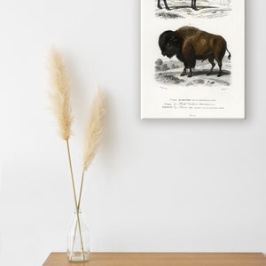 Cow and Bison Vintage Poster Illustration Original From Dictionnaire ...