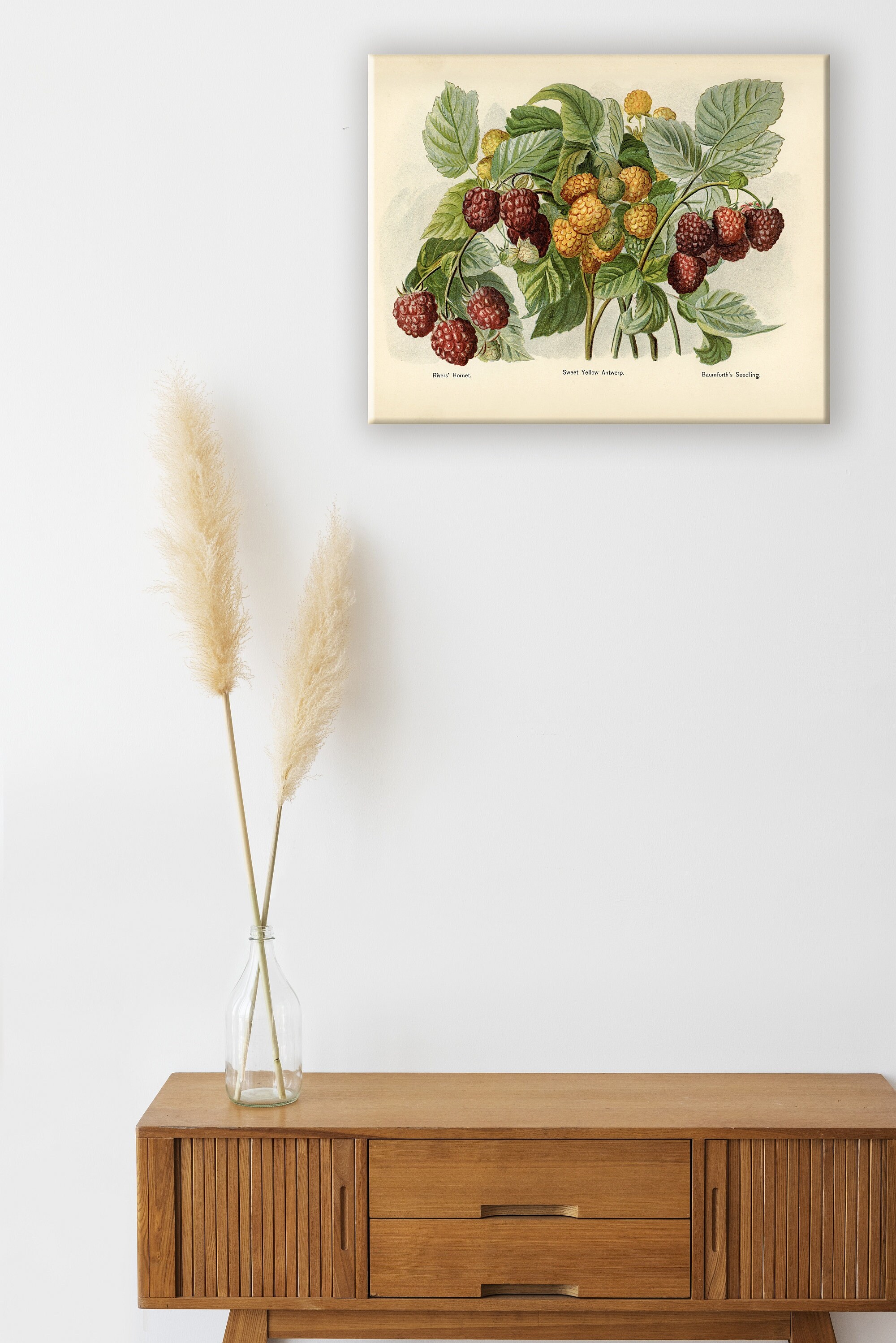 Raspberry Vintage Botanical Poster Illustration From the Fruit - Etsy