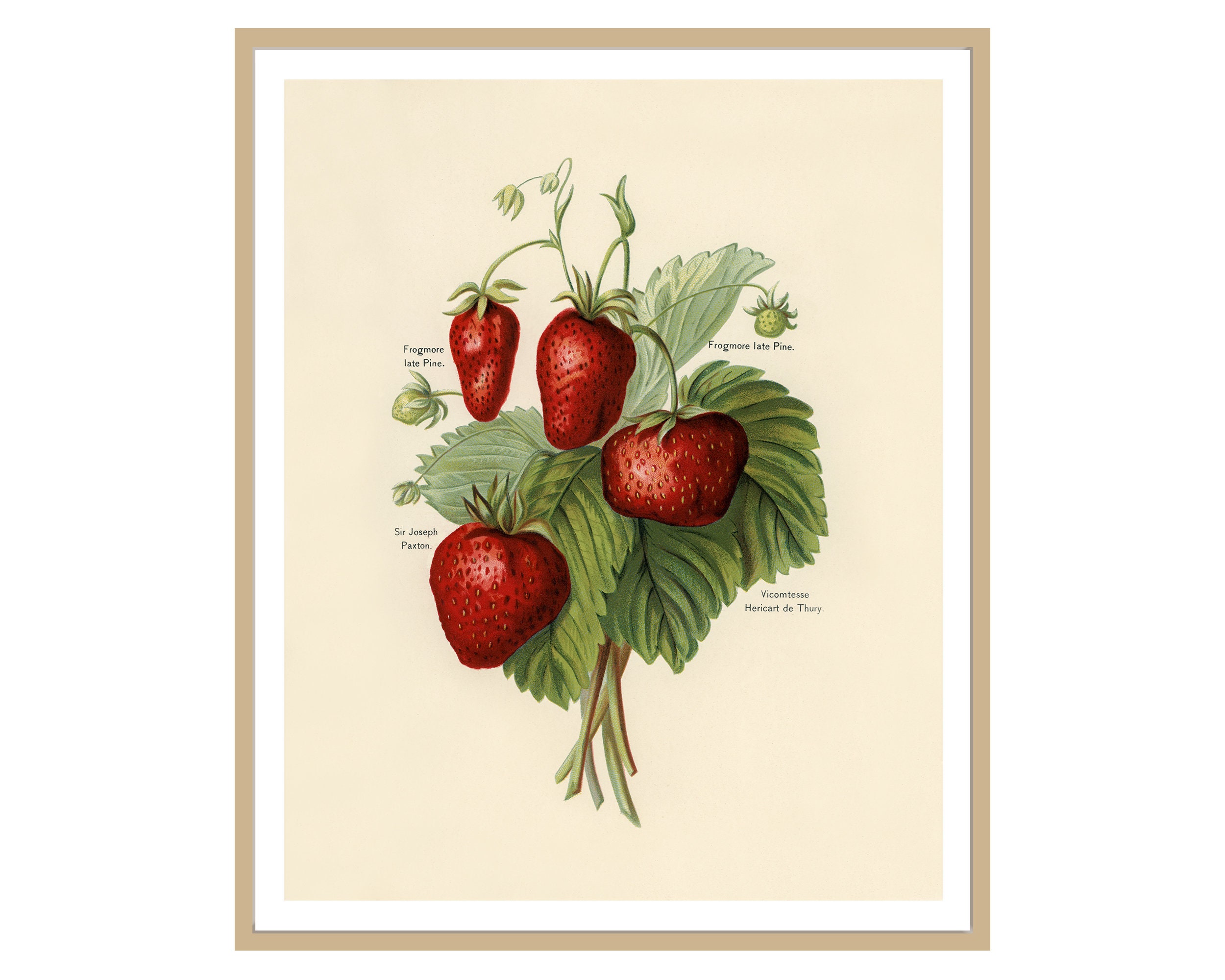 Strawberries Vintage Patented Botanical Poster Print Illustration Trees ...